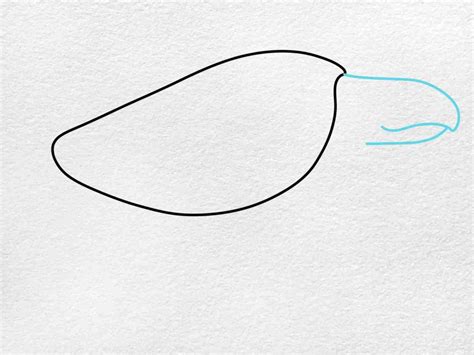 Loggerhead Turtle Drawing Helloartsy