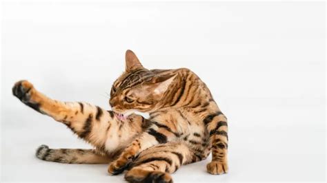Serengeti Cat Personality And Breed All You Need To Know Dorkycats