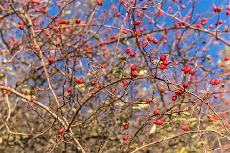 허브 트리트먼트를 위한 로즈힙 과일 잘 익은 로즈힙 과일 좋은 가을 배경에 로즈 힙 부시 감기에 대한 전통 의학 가을에 대한 스톡 사진 및 기타 이미지 Istock