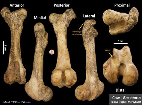 Cow Femur Osteoid Bone Identification