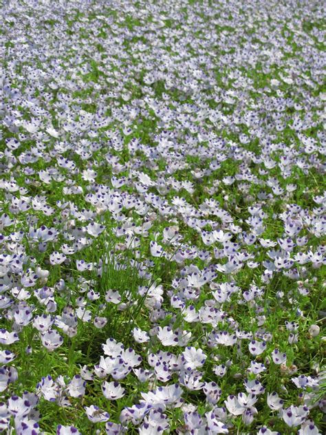 무료 이미지 들 목초지 무늬 높은 야생화 배경 Groundcover 반점 벽지 고용하다 다섯 꽃 그림집