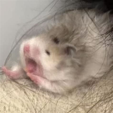 仓鼠 金丝熊 表情包 高清图片，堆糖，美图壁纸兴趣社区