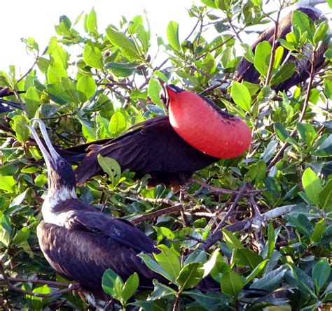 Рождественский фрегат птица 48 фото