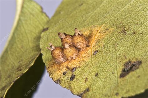 European Pear Rust Stock Image C Science Photo Library