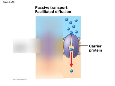 Active Transport Diagram Quizlet
