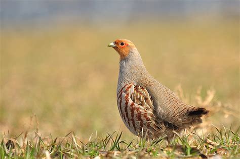 Rebhuhn Forum für Naturfotografen