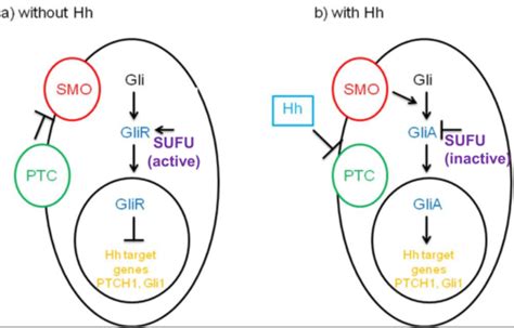 Lecture 29 Cancer And The Hedgehog Signalling Pathway Flashcards Quizlet