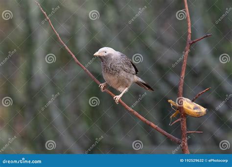 Babbler De Barro Amarillo O Santuario De Oso Sloth Argya Affinis Daroji Foto De Archivo Imagen
