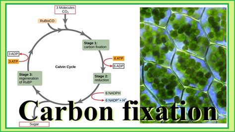 Carbon Fixation Diagram