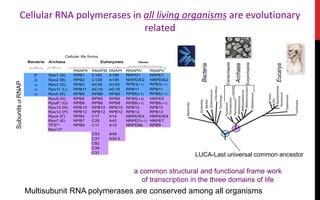 Transcription DNA Dependent RNA Synthesis Pptx