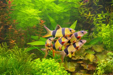 11 Jenis Ikan Hias Air Tawar Yang Mudah Dipelihara BukaReview
