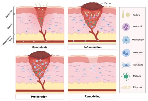 Current Knowledge And Perspectives Of Phage Therapy For Combating