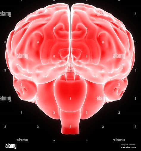 Human Internal Organ Brain With Nervous System Anatomy X Ray 3d