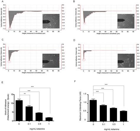 Ketamine Reduces Cell Adhesion Afm Single Cell Force Spectroscopy Was Download Scientific