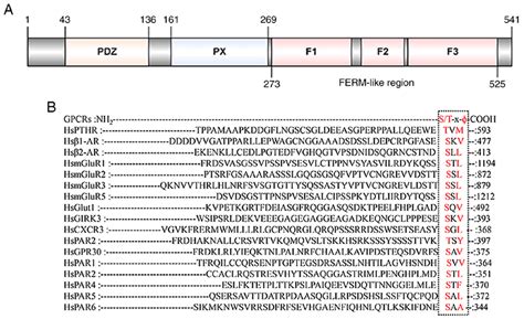 Snx27 Structure And Pdz Binding Motif In Gpcrs A Schematic Diagram