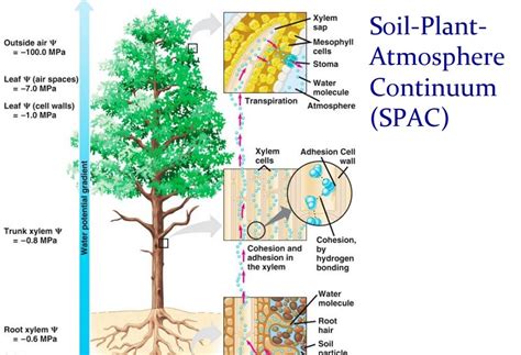 The Soil Plant Atmosphere Continuum Dynamics Of Water Movement In