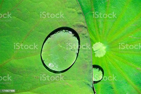 Dew 낙차 On 잎 위에서 0명에 대한 스톡 사진 및 기타 이미지 0명 건강관리와 의술 낮 Istock
