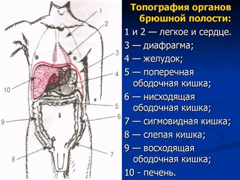 Органы Брюшной Полости Рисунок 55 Фото