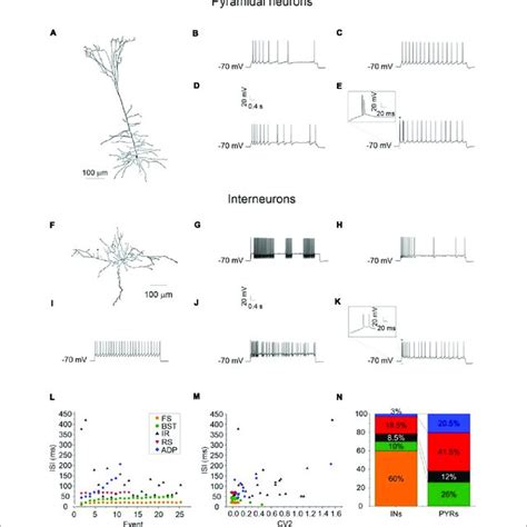 Morphology And Firing Patterns Of Pyramidal Neurons And Gabaergic Download Scientific Diagram