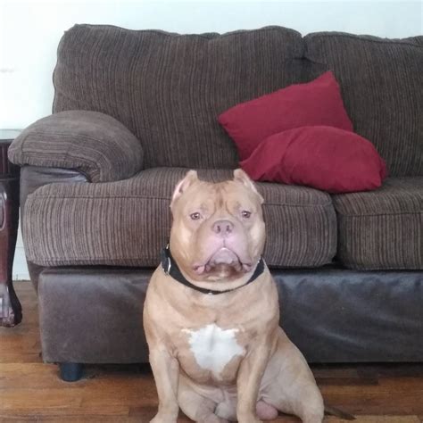 Tank The Bully Tank Bully Twitter