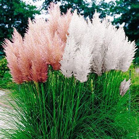 White And Pink Combo Cortaderia Selloana Pampas Grass Wpot Pumila Tall