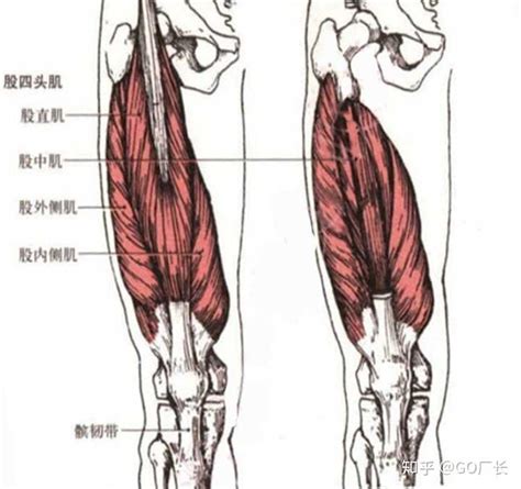 瘦男如何练粗大腿？ 知乎
