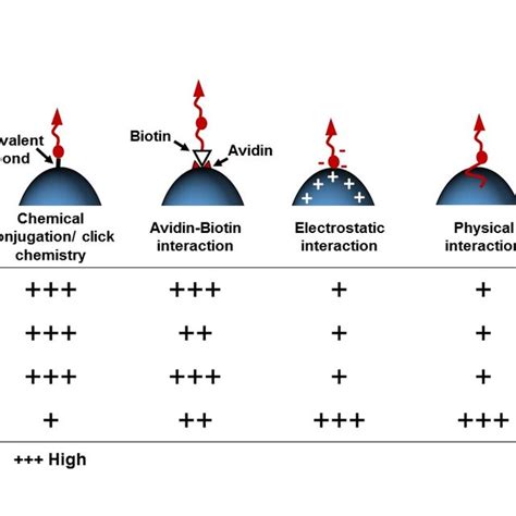 Comparison Of Modalities Used For Attaching Functionalities To Download Scientific Diagram