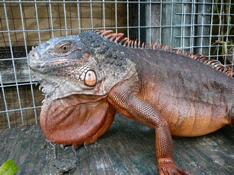 Super Red Florida Iguana And Tortoise Breeders