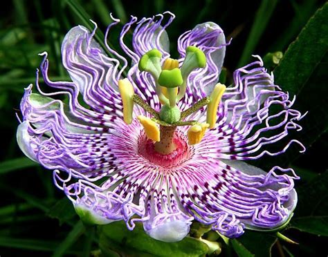 Imagen relacionada | Flores exóticas, Flores raras, Flor de la pasión