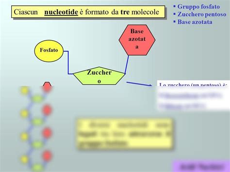 SOLUTION Schema Nucleotide Studypool