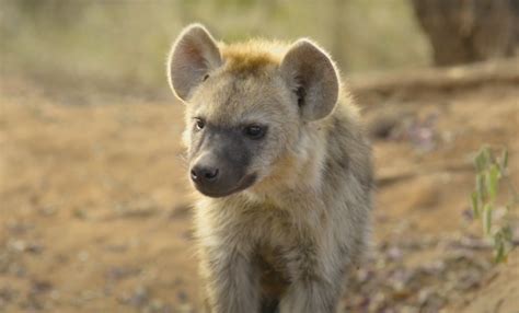 悪者イメージに隠されたハイエナの真の生態に迫る Yuka On Safari