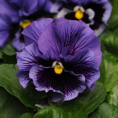 Bulk Pansy Seeds Frizzle Sizzle Blue Bulk Flower Seeds Bulk