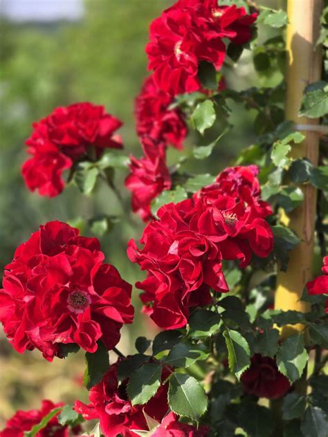 ვარდის სახლი House Of Rose ვარდის სახლი House Of Rose