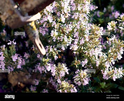 Imagenes A Color Hi Res Stock Photography And Images Alamy