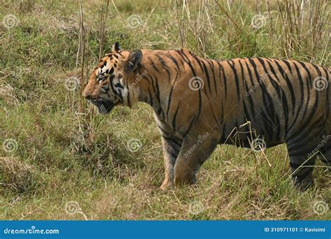A Big Muscular Male Tiger Passing Through Grassland Of Tadoba Stock