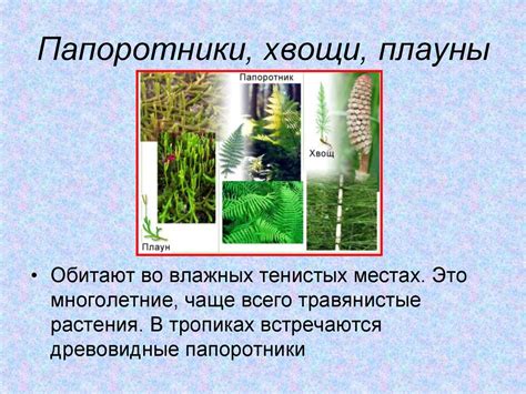 Папоротники, Хвощи, Плауны - презентация онлайн