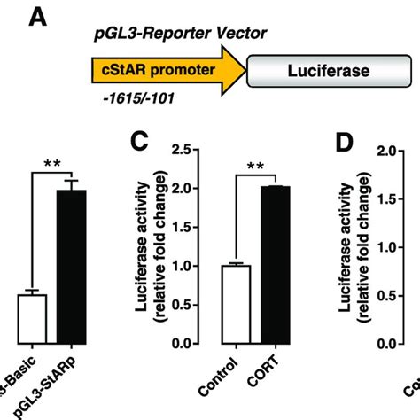 A The Illustration Of The Pgl3 Starp Luc Reporter Vector Constructed