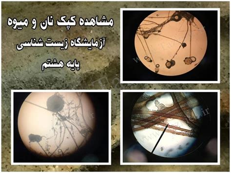 کپک نان و میوه