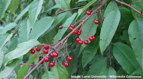 40 Types Of Red Berries With Pictures Identification Guide