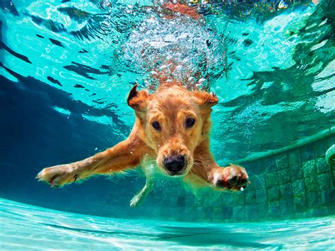 consejos para nuestros perros calor, Noticias - Mimomimascota del ...