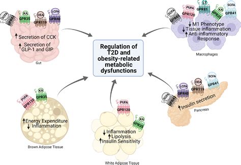 Frontiers Metabolic Functions Of G Protein Coupled Receptors And β