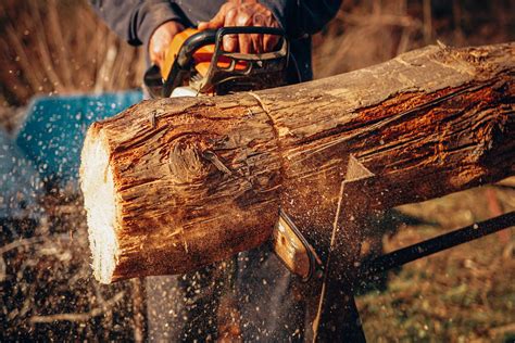 Why Do You Need A Qualified Tree Surgeon For Your Garden