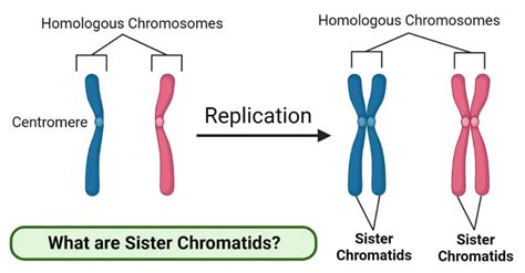 Sister Chromatids Formation Separation Functions Sisters Chromosome Basic Anatomy And