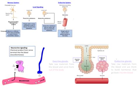 1 General Characteristics Of Hormones And Hormonal Signaling Flashcards Quizlet