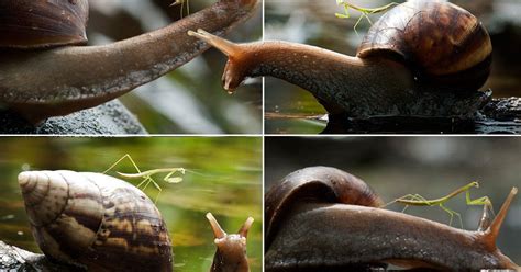 Praying Mantis Rides Snail Through Borneo Jungle Pictures Huffpost