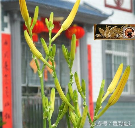 宜昌：農家庭院花草香，農民盆栽的是黃花菜？還是有毒的萱草？ 每日頭條