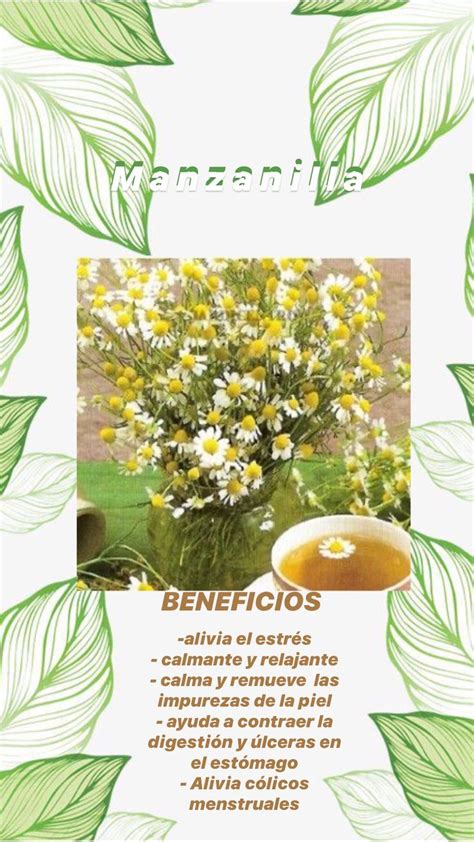 Beneficios De La Manzanilla