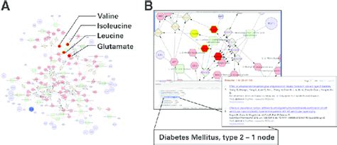 Metscape Network For Valine Leucine And Isoleucine Degradation