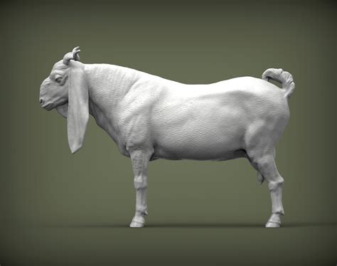 Gulabi Goats