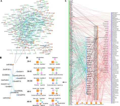 Gene Regulatory Network And 3d And 4d Sub Networks In Multi Dimensional